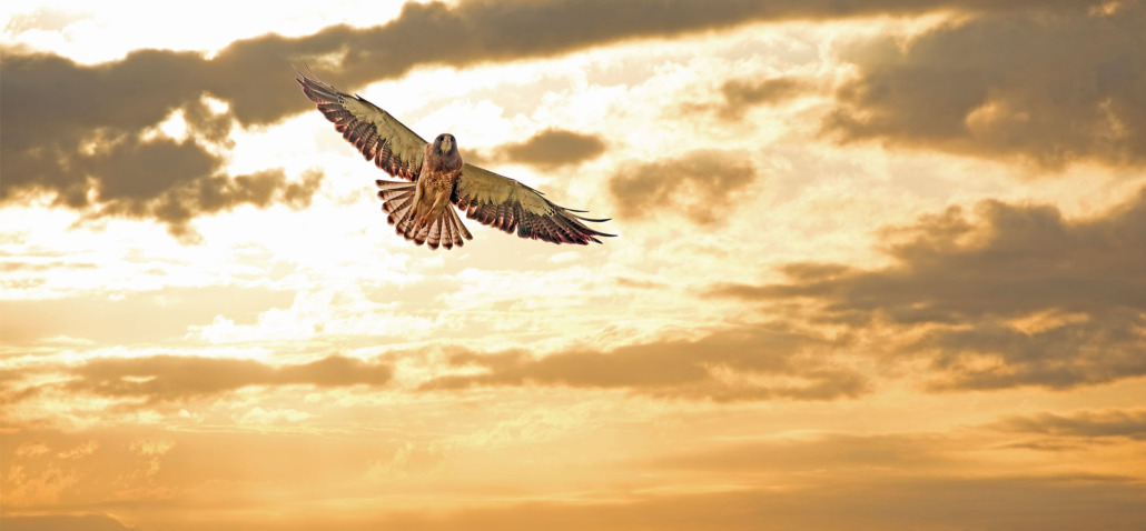Shamanic Hawk at Sunrise - SHAMANISM