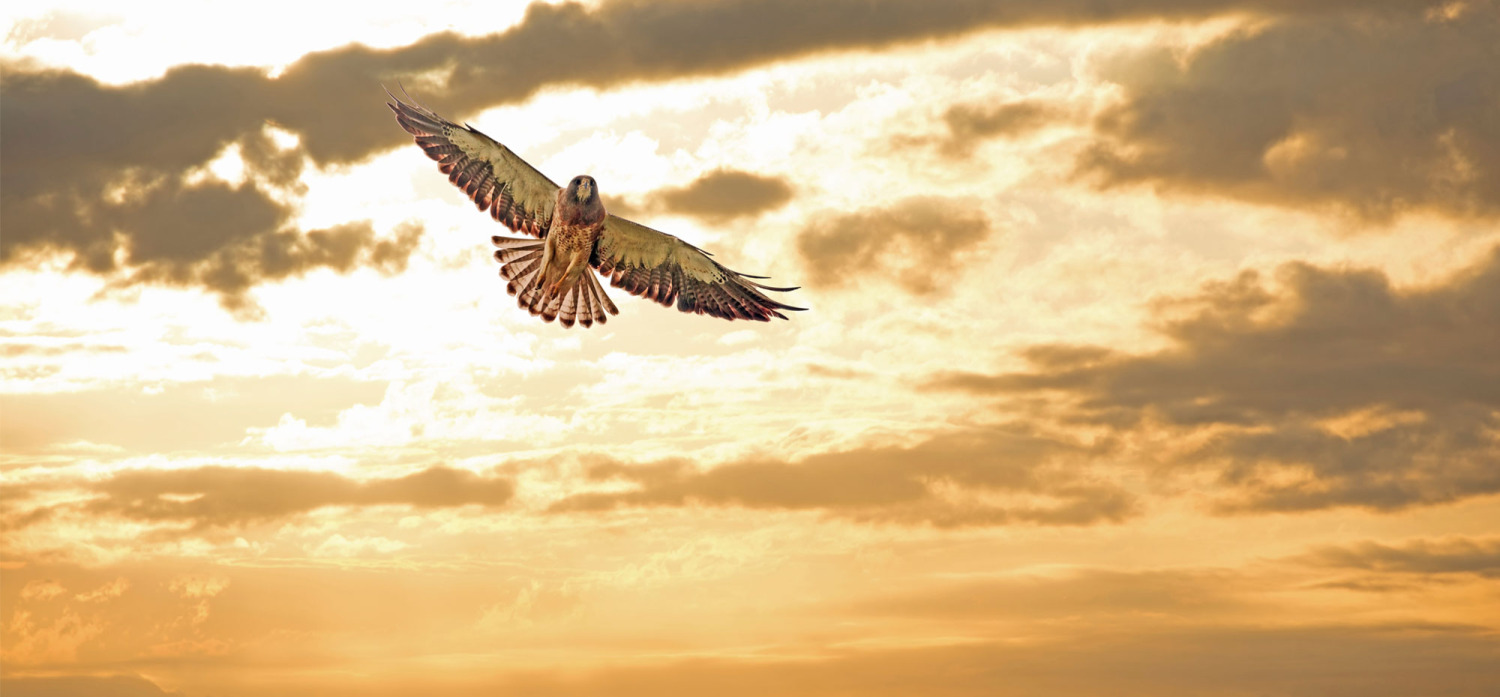 Shamanic Hawk at Sunrise - SHAMANISM